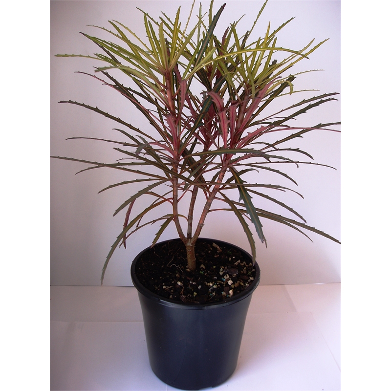 Plant Pseudopanax Fiddlesticks 4L pot | Bunnings Warehouse