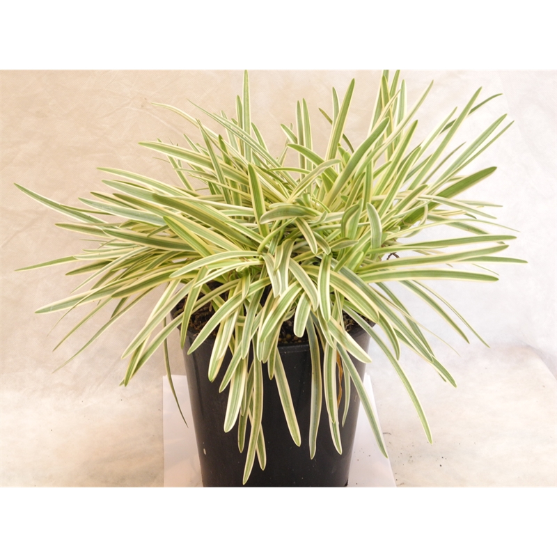 Plant Agapanthus Tinkerbell 1.5l | Bunnings Warehouse